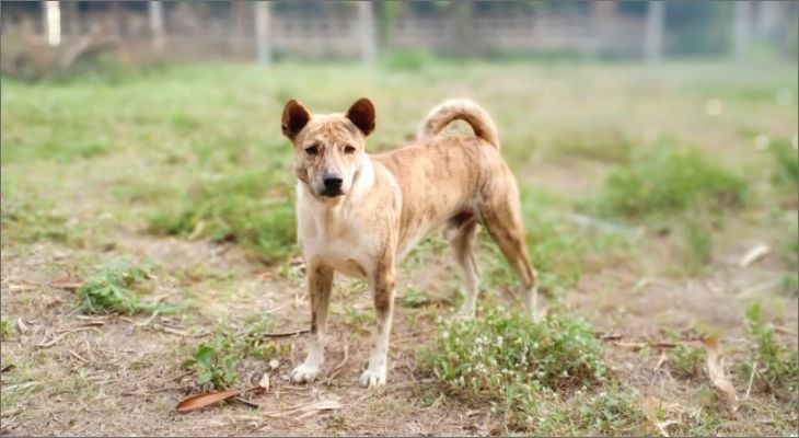 Vertigo or Old Dog Vestibular Syndrome - The Pet Clinic of Urbana